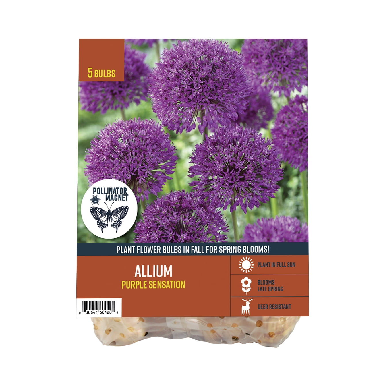 Van Zyverden's Allium Purple Sensation (Set of 5 Dormant Bulbs) Full ...