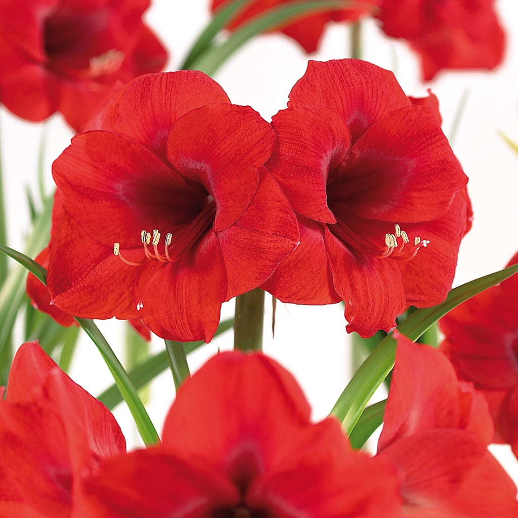 Van Zyverden Amaryllis & Paperwhite Indoor Garden 13 Bulbs Van Zyverden Amaryllis & Paperwhite Indoor Garden 13 Bulbs