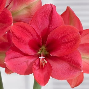 Amaryllis Bulbs for Indoor and Outdoor Gardens in Vibrant Colors