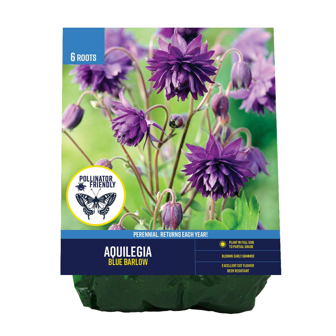 Van Zyverden Aquilegia (Columbine) Blue Barlow (Set of 6 Dormant Bare ...