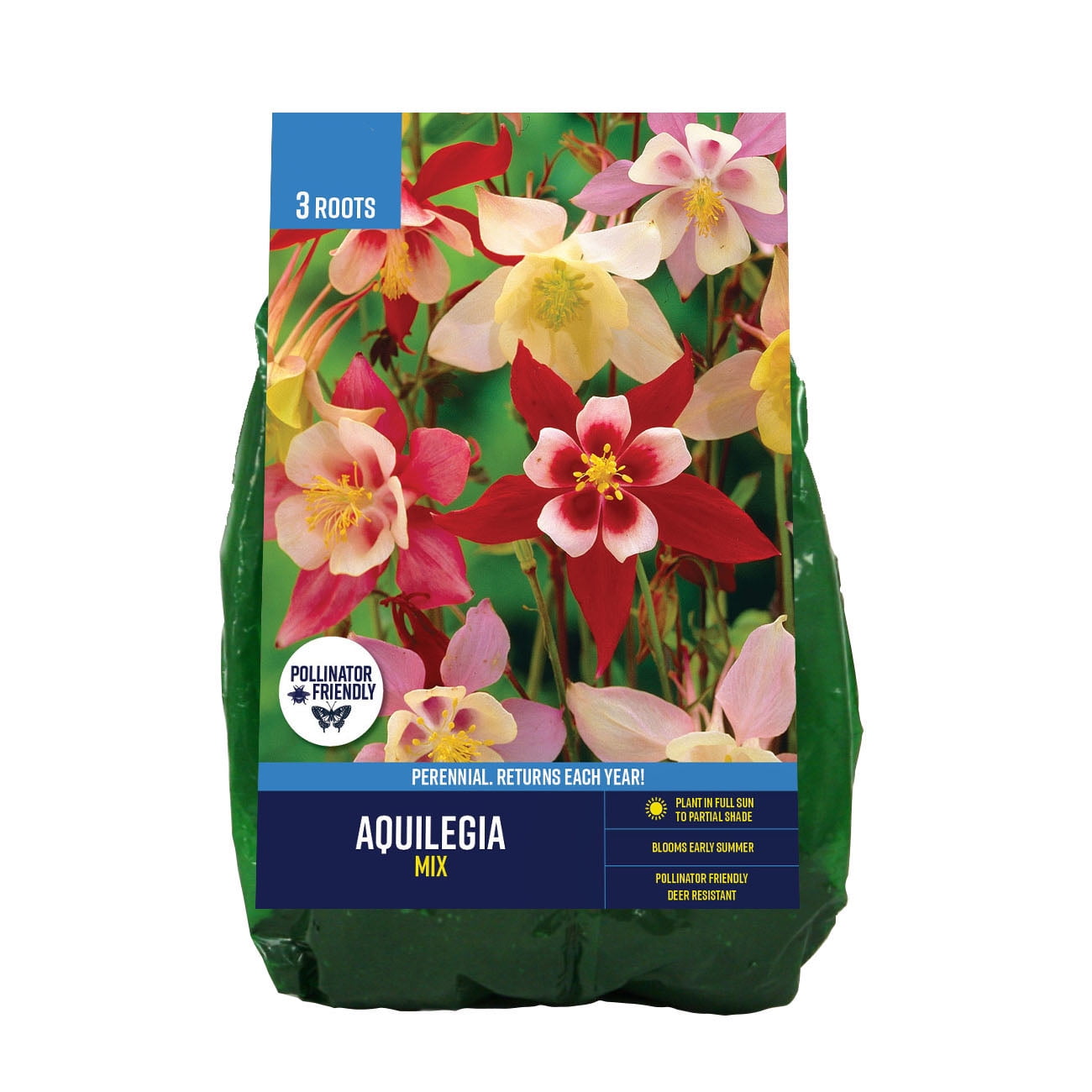 Columbine Perennials