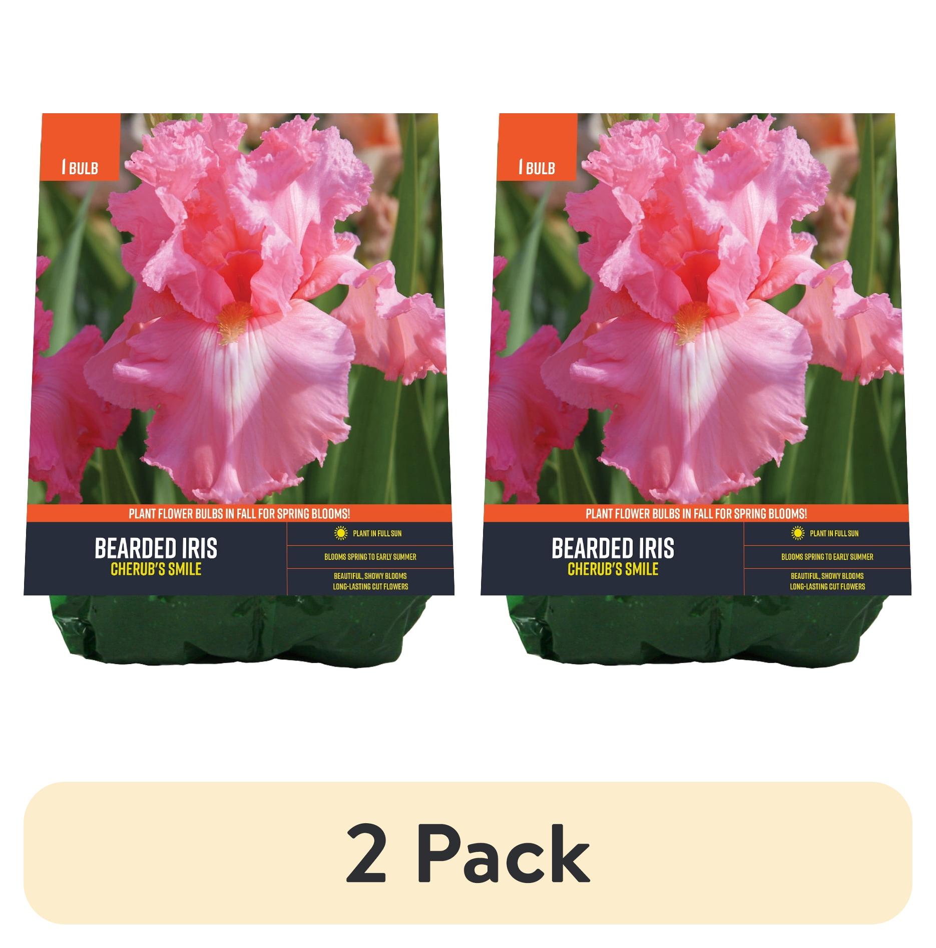 (2 pack) Van Zyverden Bearded Iris Cherub's Smile (1 Dormant Bulb ...