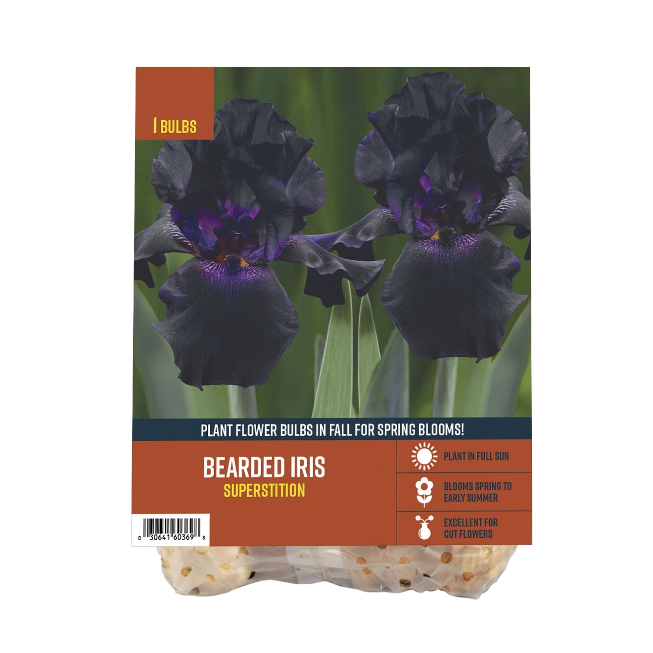 Van Zyverden's Bearded Iris Superstition (1 Dormant Bulb) Partial Sun ...