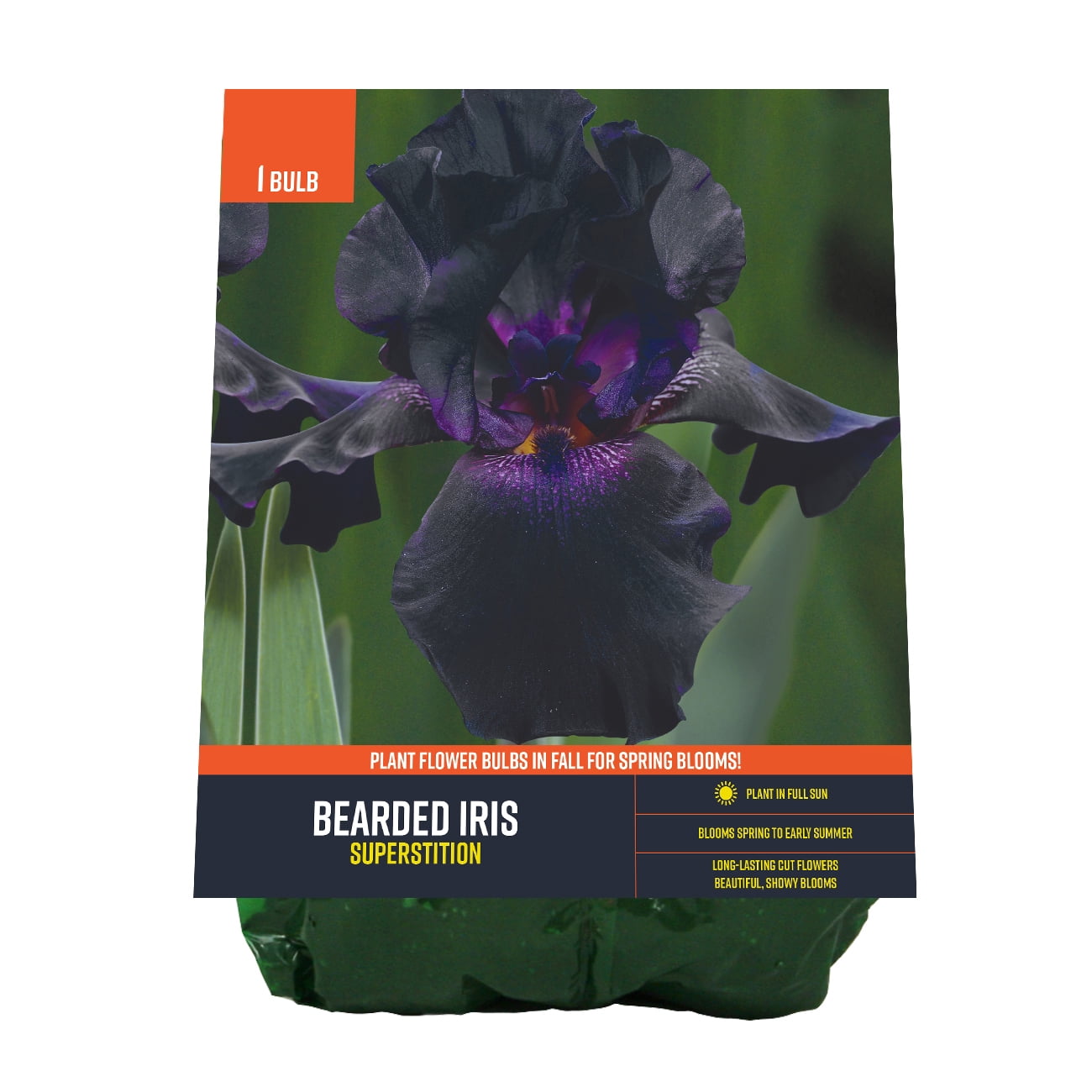 Van Zyverden Bearded Iris Superstition (1 Dormant Bulb) Partial Sun ...