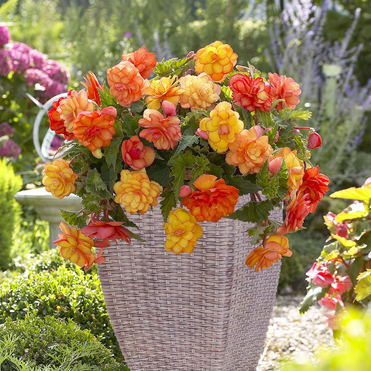 Van Zyverden Begonia Golden Balcony Patio Kit with Decorative Rattan ...