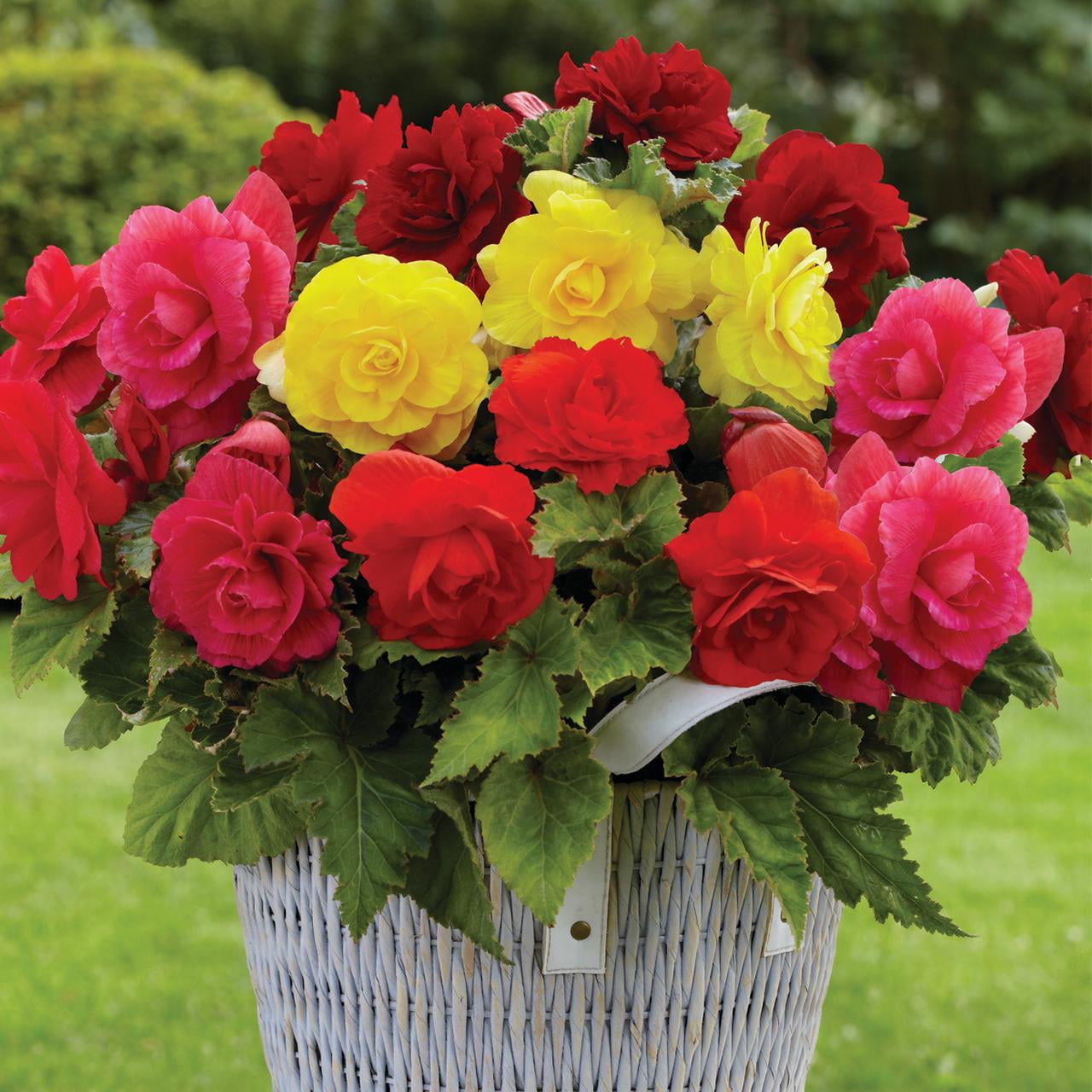 Van Zyverden Begonias NonStop Mixed Set of 5 Bulbs Multicolor Partial ...