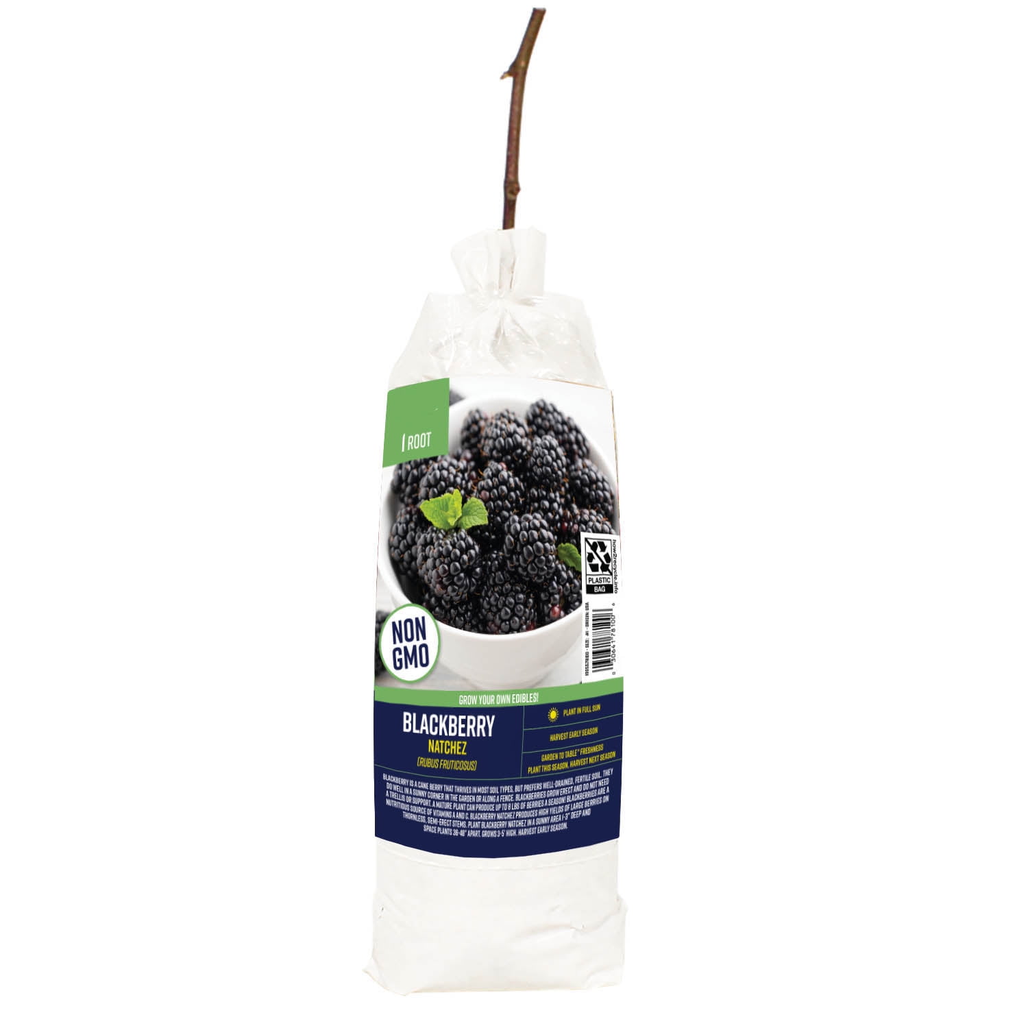 Van Zyverden Blackberry Natchez (1 Dormant Bare Root) Full Sun, Black ...