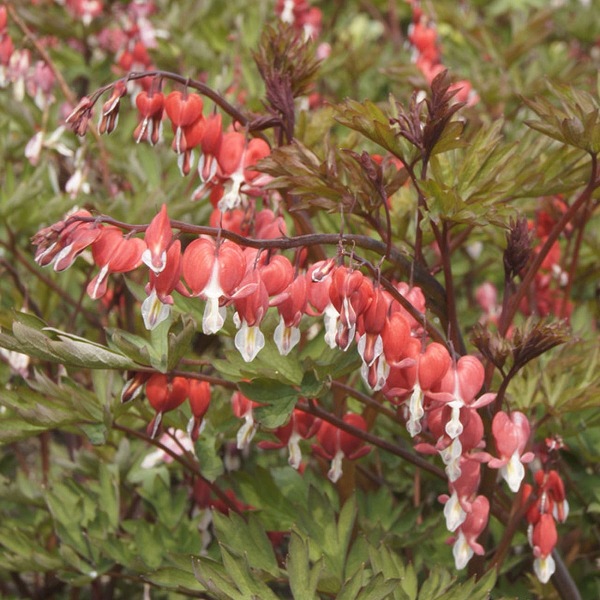 Van Zyverden Bleeding Hearts Valentine® Set of 2 Plant Roots Multicolor ...
