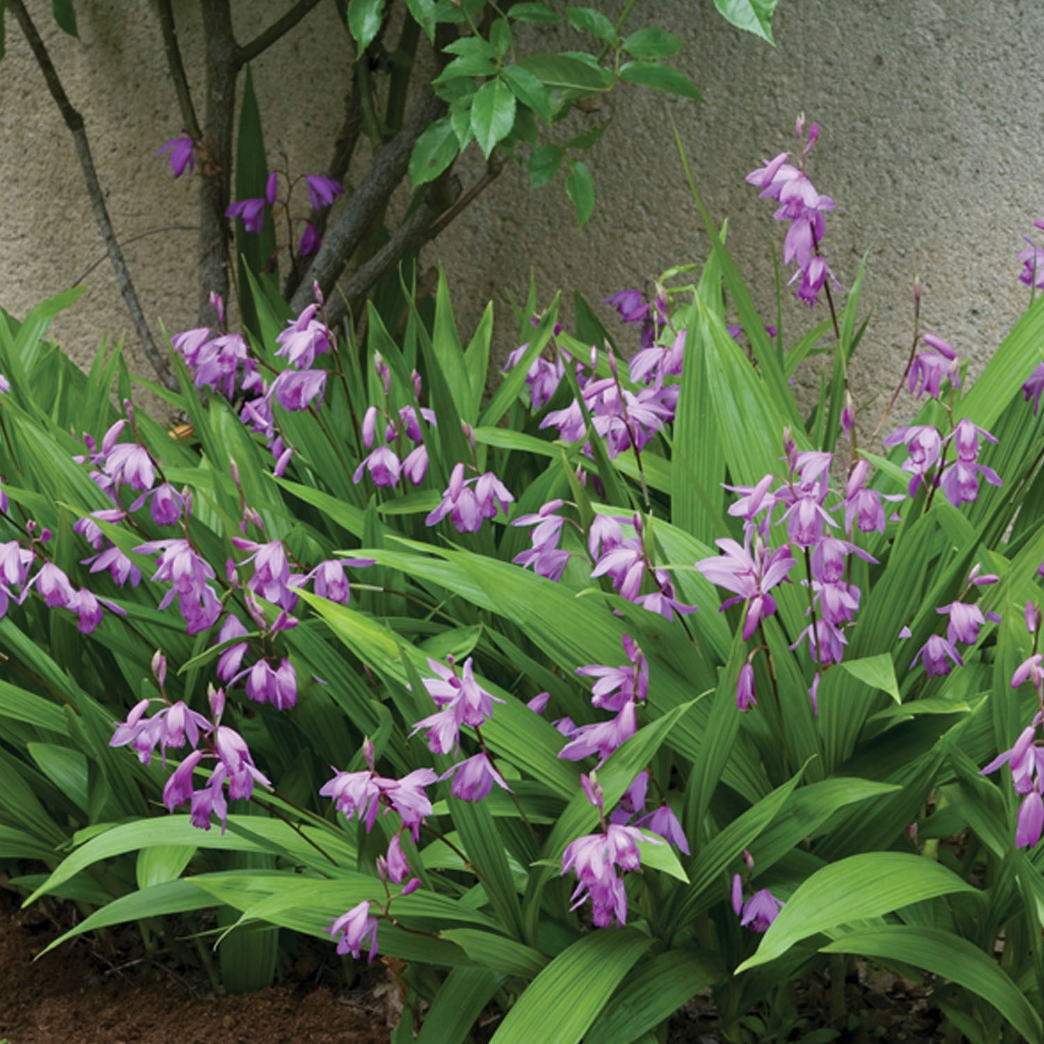 Van Zyverden Bletilla Striata Hardy Orchid, Bare Root Plant, Partial ...
