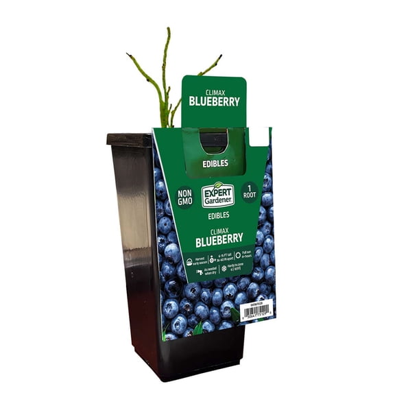 blueberry-plants