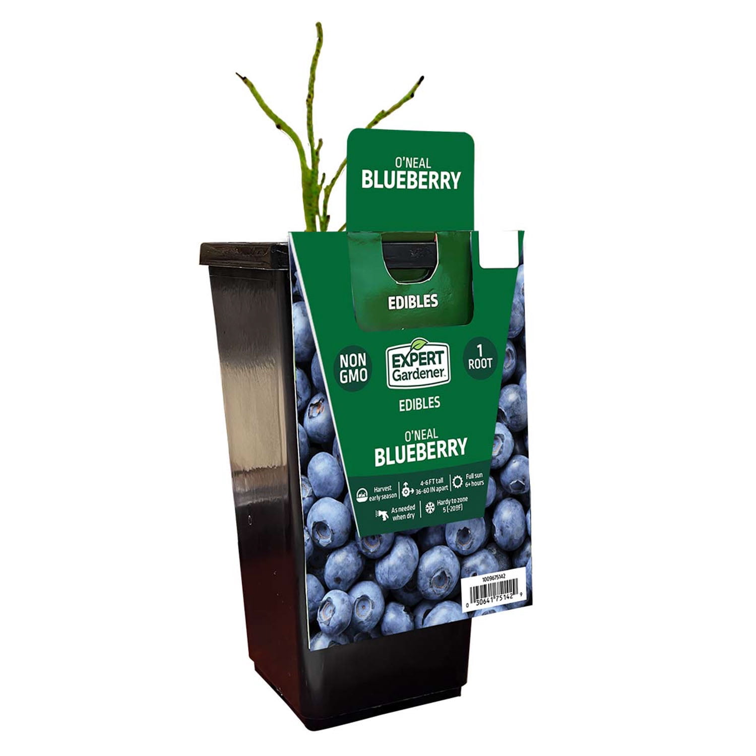 Expert Gardener Blue Blueberry O'Neal Live Plants Bare Pot Edible ...