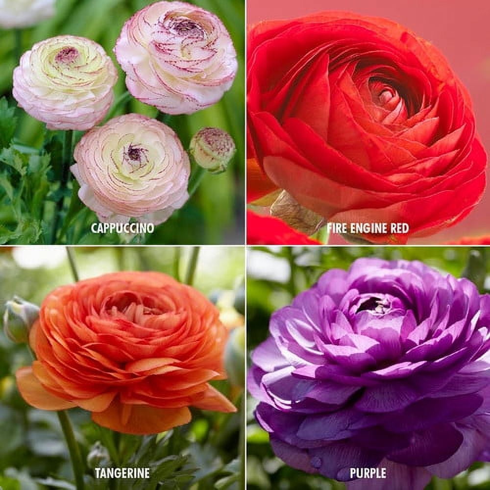 Van Zyverden Butter Cups Ranunculus Collection Set of 48 Bulbs ...