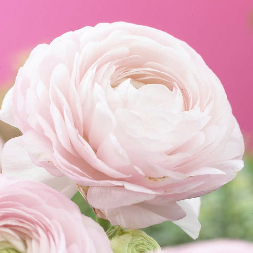 Van Zyverden Butter Cups Ranunculus Double Set of 25 Bulbs Pink Part ...