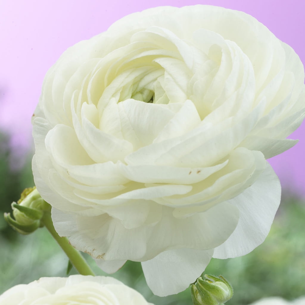 Van Zyverden Butter Cups Ranunculus Snowstorm 25 Bulbs White Partial ...