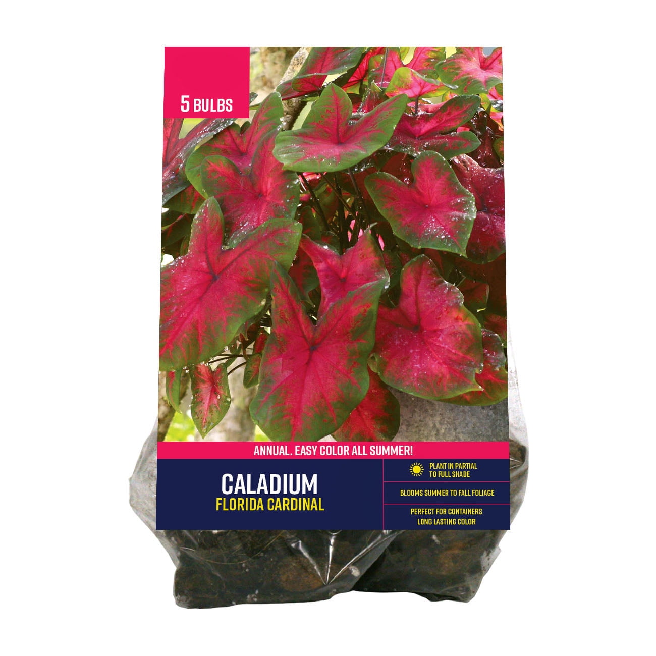 Van Zyverden Caladium Florida Cardinal (Set of 5 Dormant Bulbs) Full ...