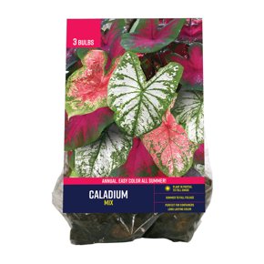 Caladium Full Sun