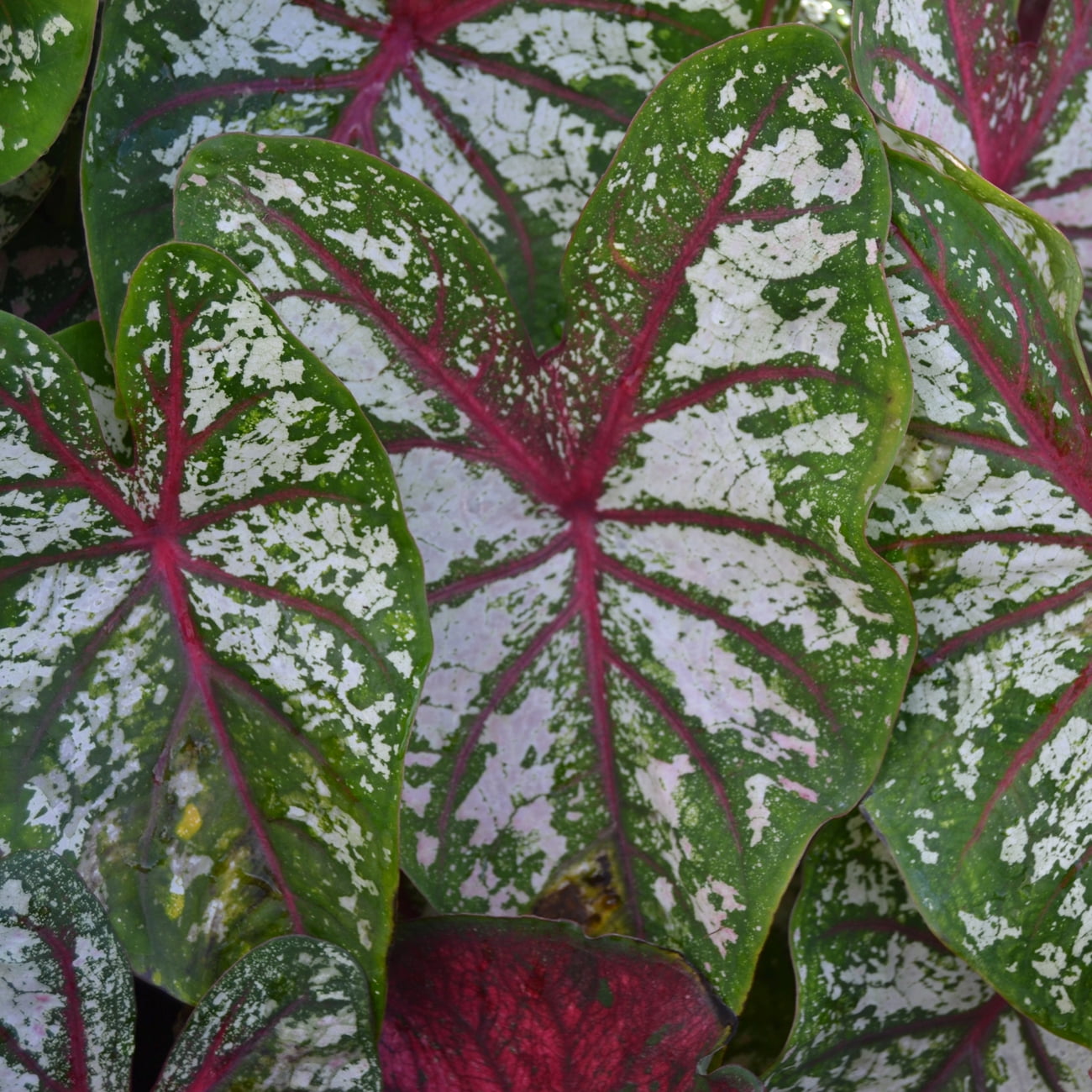 Van Zyverden Caladiums Fancy Leaf Carousel 6 Bulbs Multicolor Shade ...