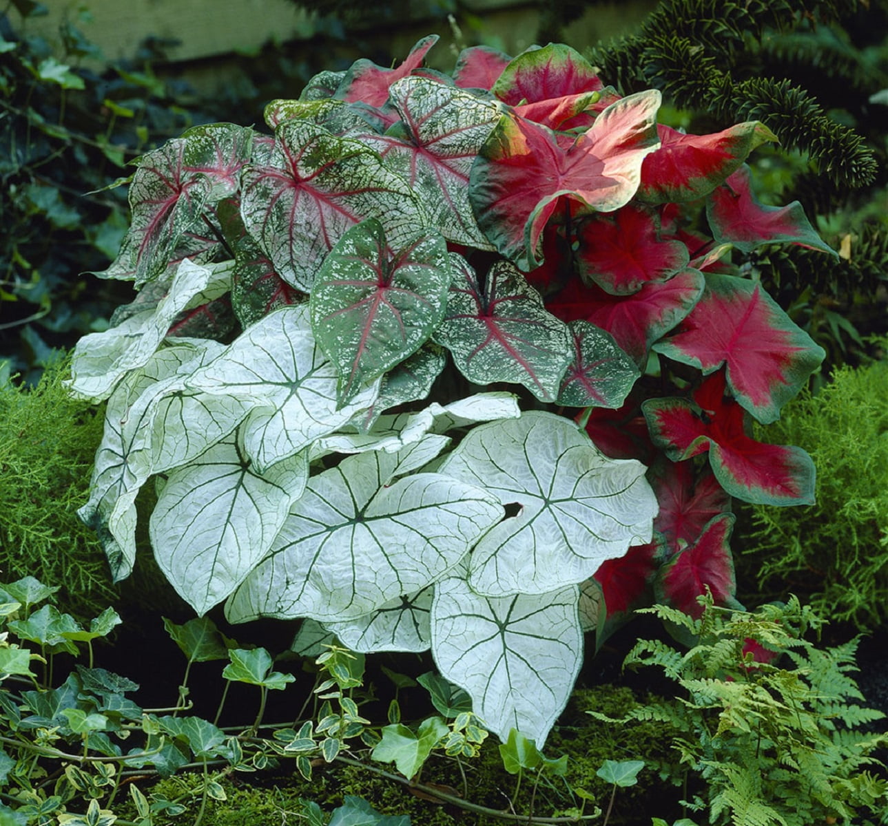 Van Zyverden Caladiums Fancy Leaf Mixed Set of 6 Bulbs Multicolor Full ...