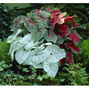 Full Sun Caladiums