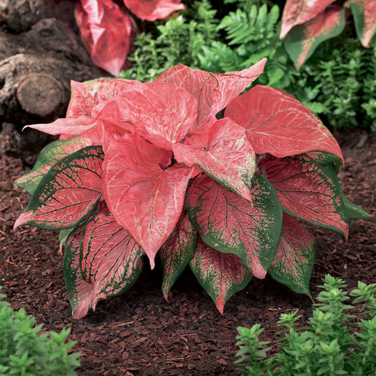 Van Zyverden Caladiums Strap Leaf Pink Symphony Set of 3 Bulbs Pink ...