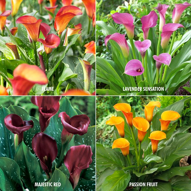 Van Zyverden Calla Collection 4 Varieties Set of 20 Bulbs Multicolor ...
