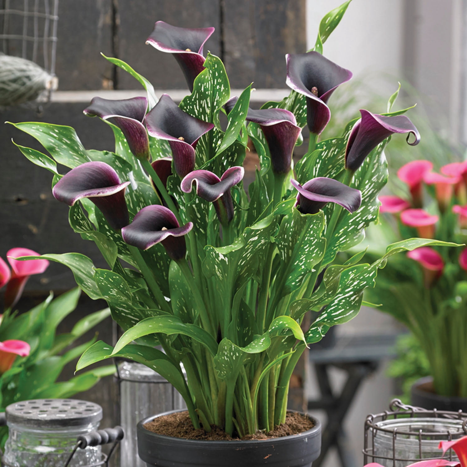 Van Zyverden Calla Dubai Nights, Dormant Bulb, Partial Sun, Black ...