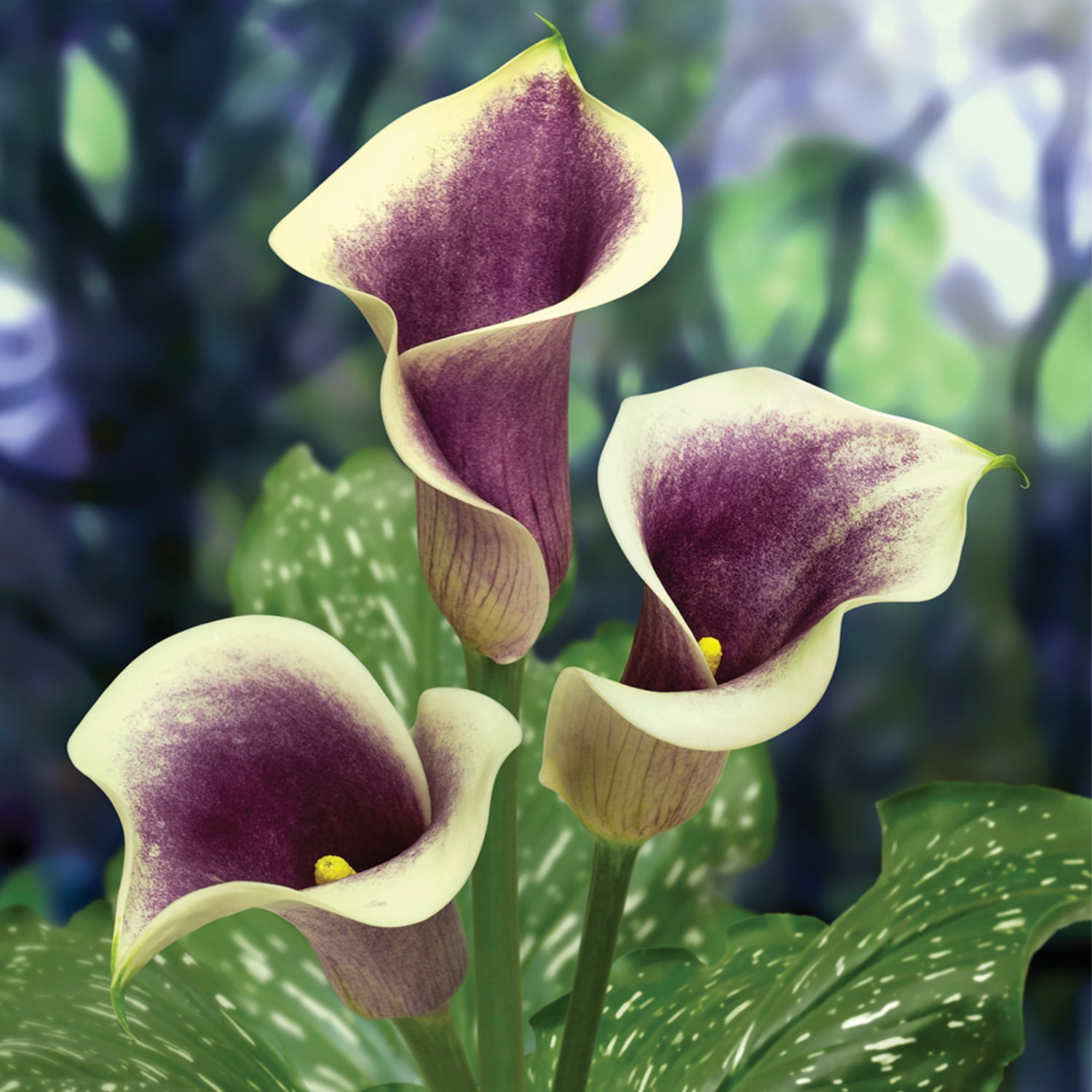 Van Zyverden Calla Picasso, Dormant Bulb, Partial Sun, Multi-Color ...