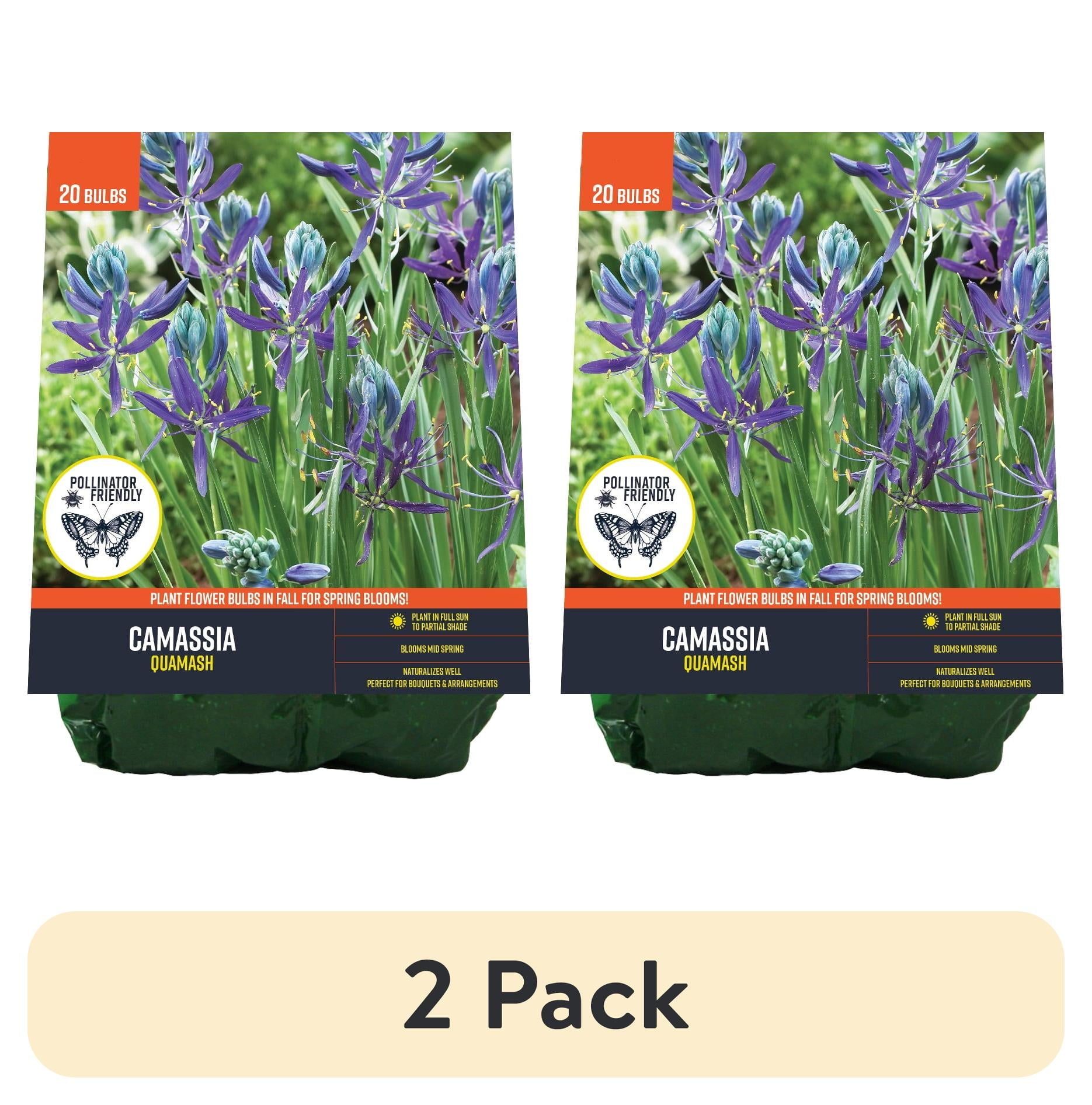 (2 pack) Van Zyverden Camassia Quamash (Set of 20 Dormant Bulbs ...