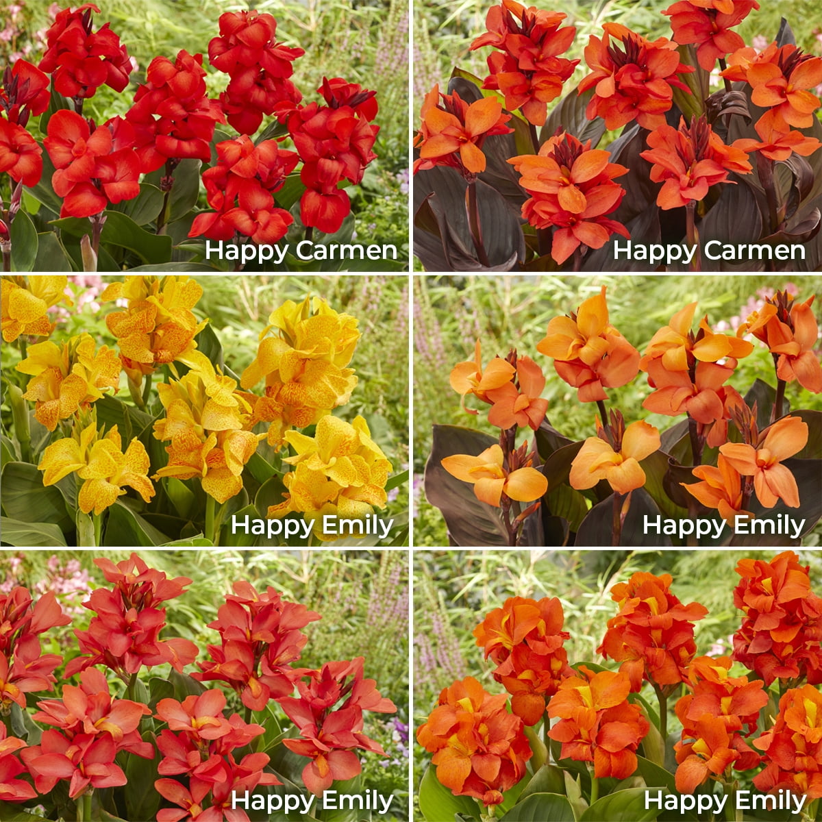 Van Zyverden Cannasol™ Cannas Premium Mixture Set of 6 Bulbs Multicolor ...
