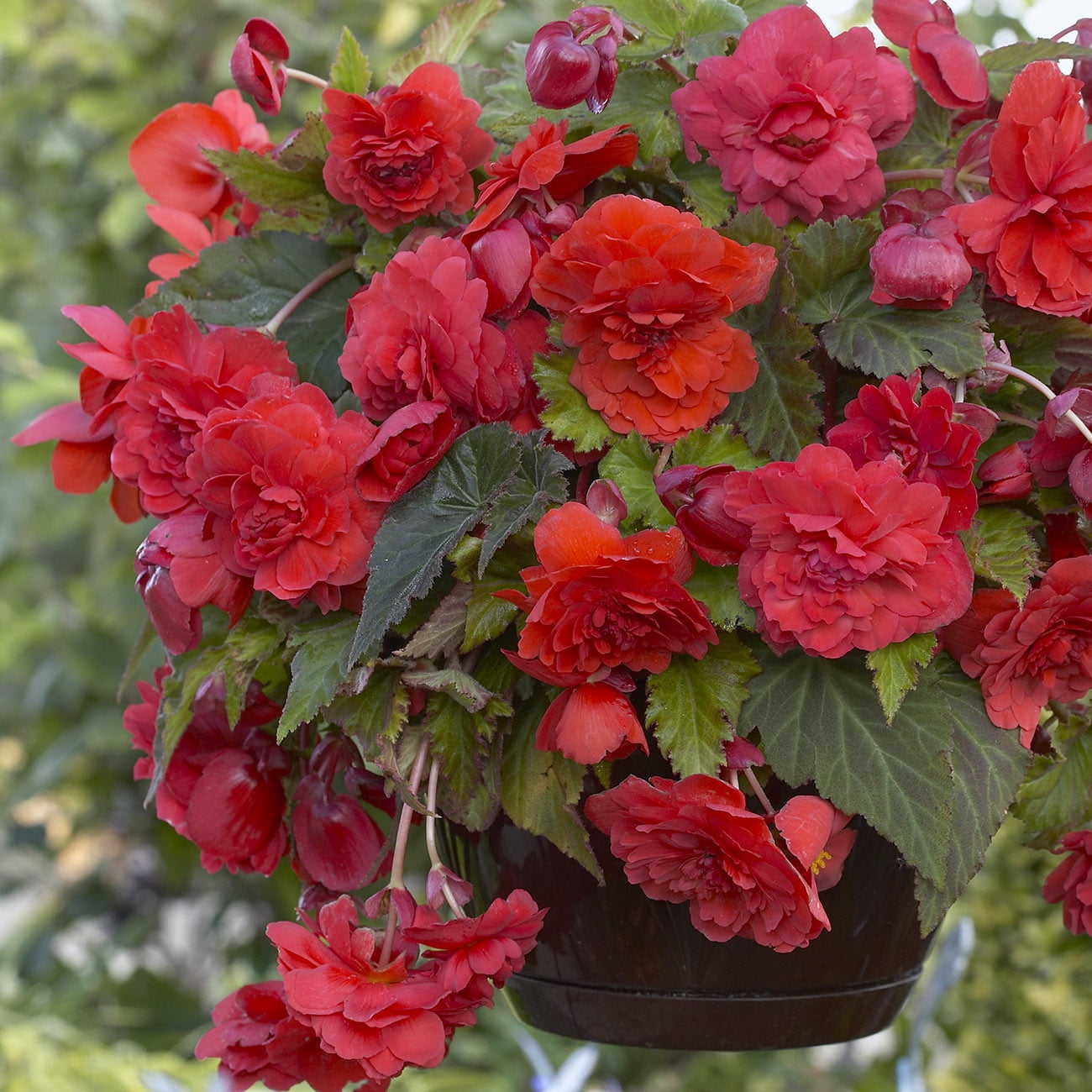 Van Zyverden Cascade Begonias Odorosa Red Sunset 5 Bulbs Red Partial ...