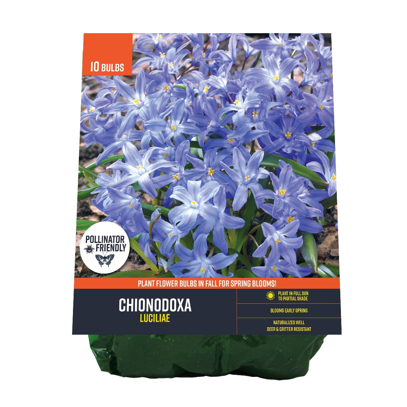 Van Zyverden Chionodoxa Luciliae (Set of 10 Dormant Bulbs) Partial Sun ...