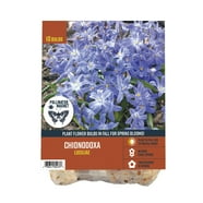 36 Muscari Deft Blue Moon Mixture Bulbs - Grape Hyacinth - Walmart.com