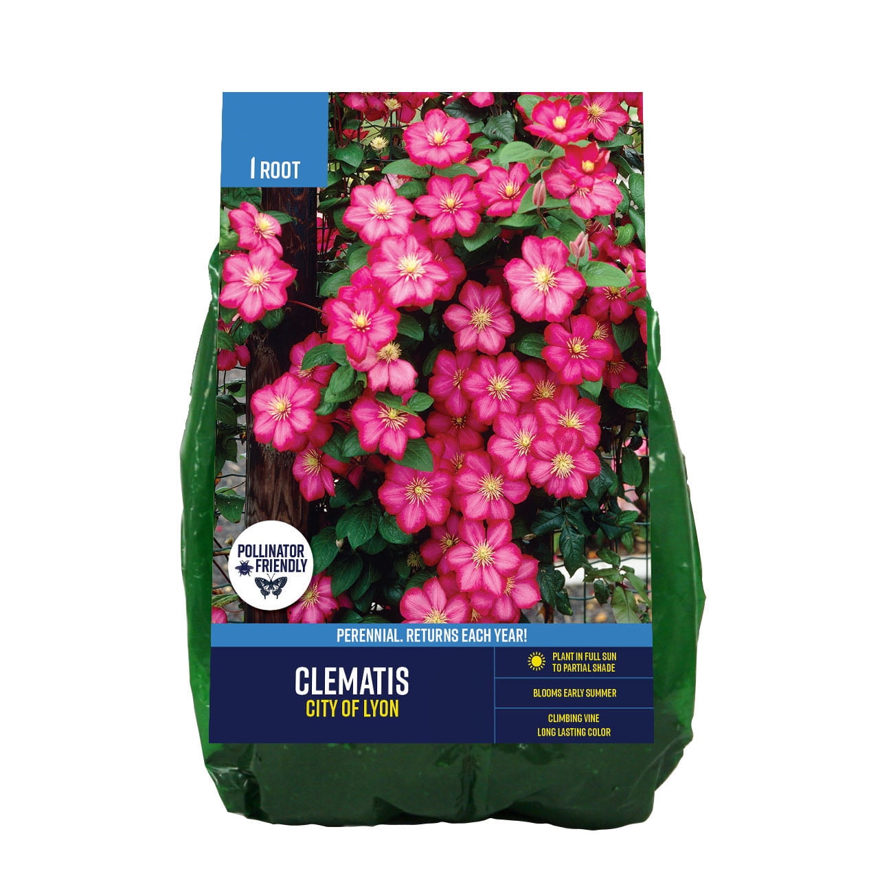 Van Zyverden Clematis City of Lyon (1 Dormant Bare Plant Root) Partial ...