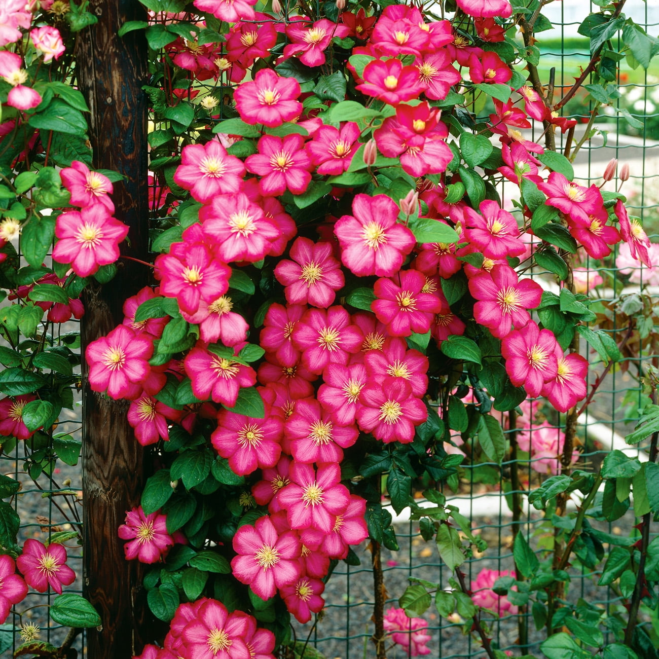 Clematis Fence Cover