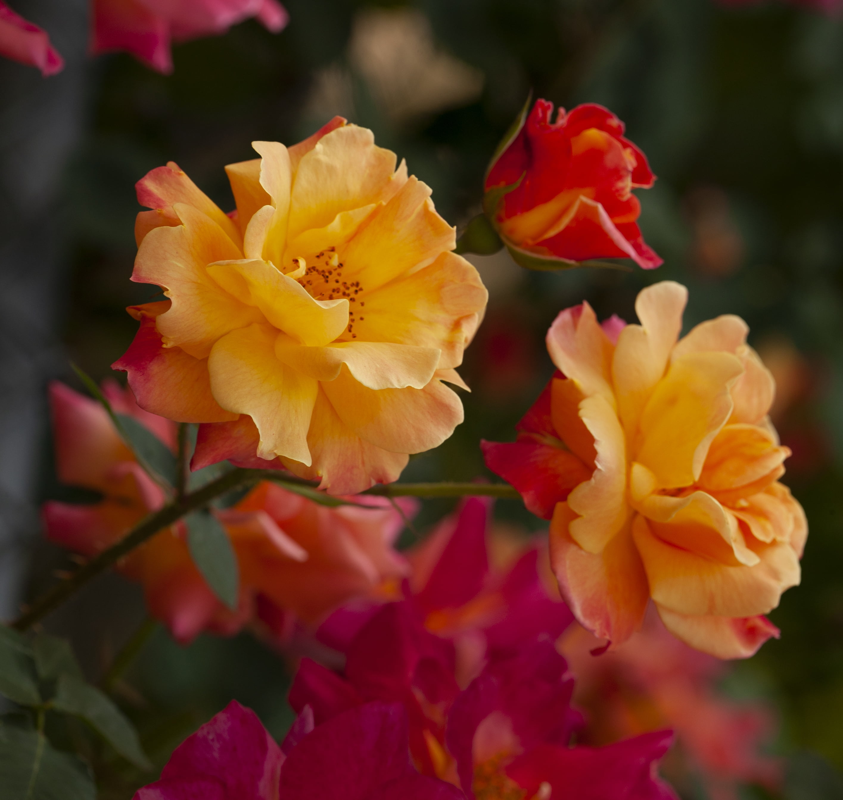 Van Zyverden Climbing Rose Joseph's Coat 1 Plant Root Stock Yellow ...