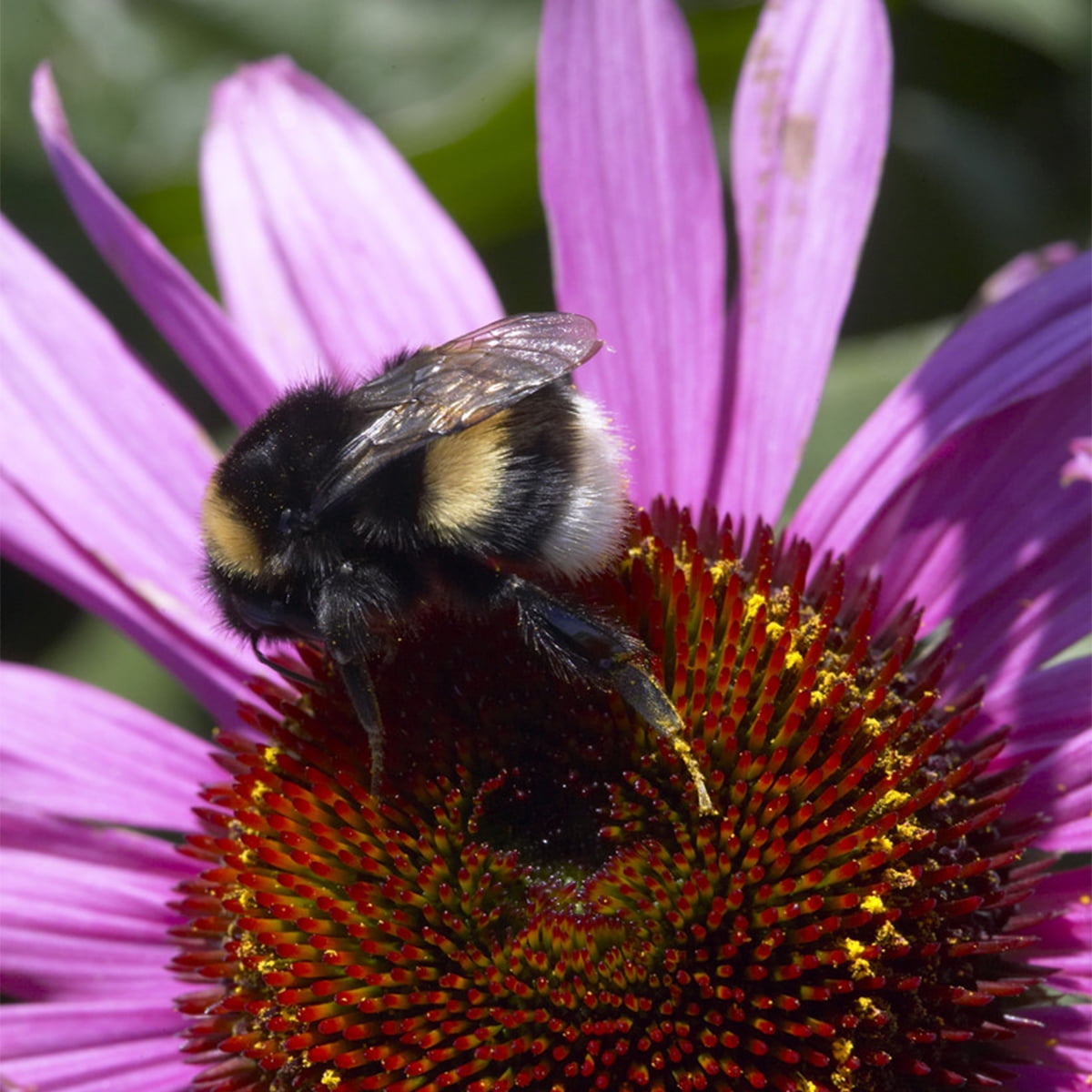 Van Zyverden Coneflowers Bumble Bee Pollinator 5 Plant Roots Purple ...