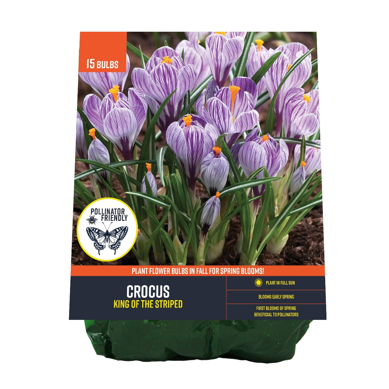Van Zyverden Crocus King of the Striped (Set of 15 Dormant Bulbs) Full ...