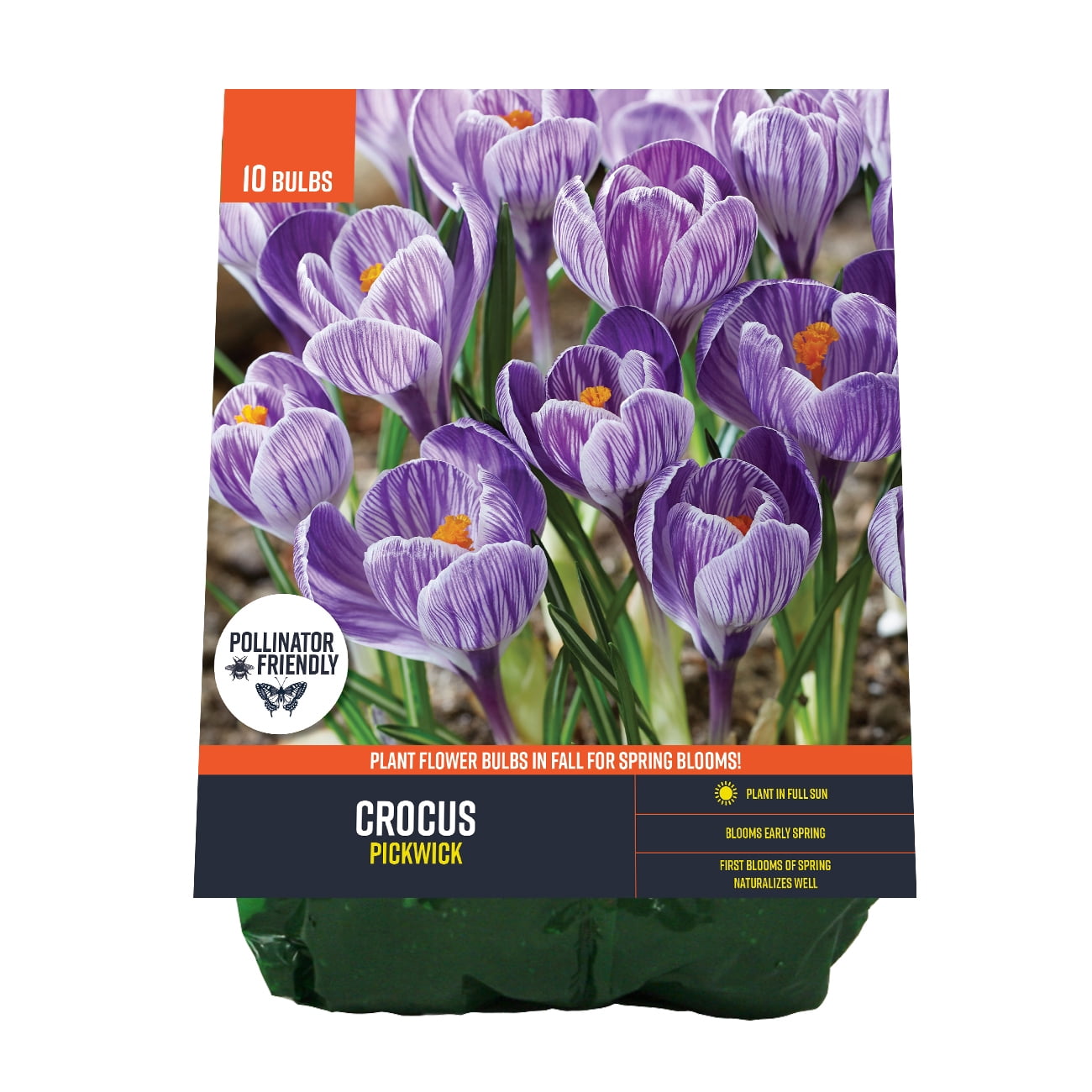 Van Zyverden Crocus Pickwick (Set of 10 Dormant Bulbs) Full Sun ...