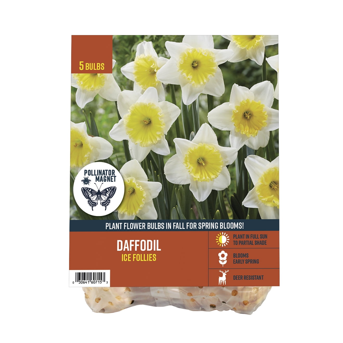 Van Zyverden's Daffodil Ice Follies (Set of 5 Dormant Bulbs) Partial ...