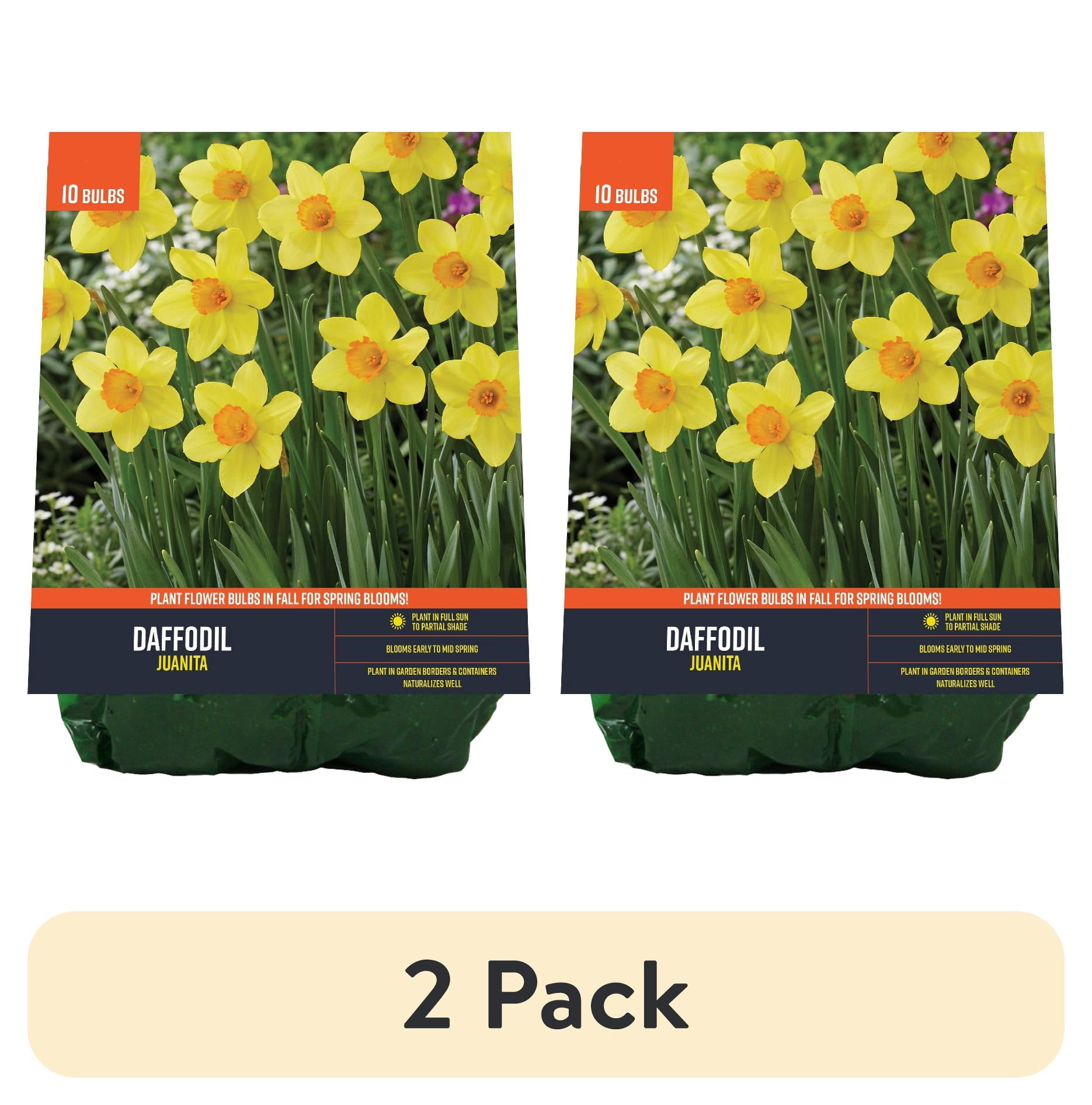 (2 pack) Van Zyverden Daffodil Juanita (Set of 10 Dormant Bulbs ...