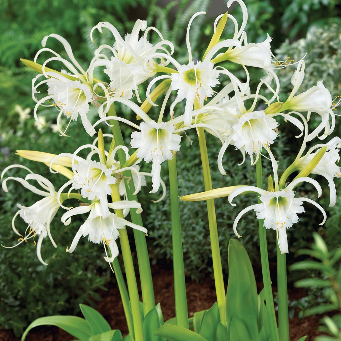 Van Zyverden Daffodil Peruvian Dormant Flower Bulb Full Sun, White ...