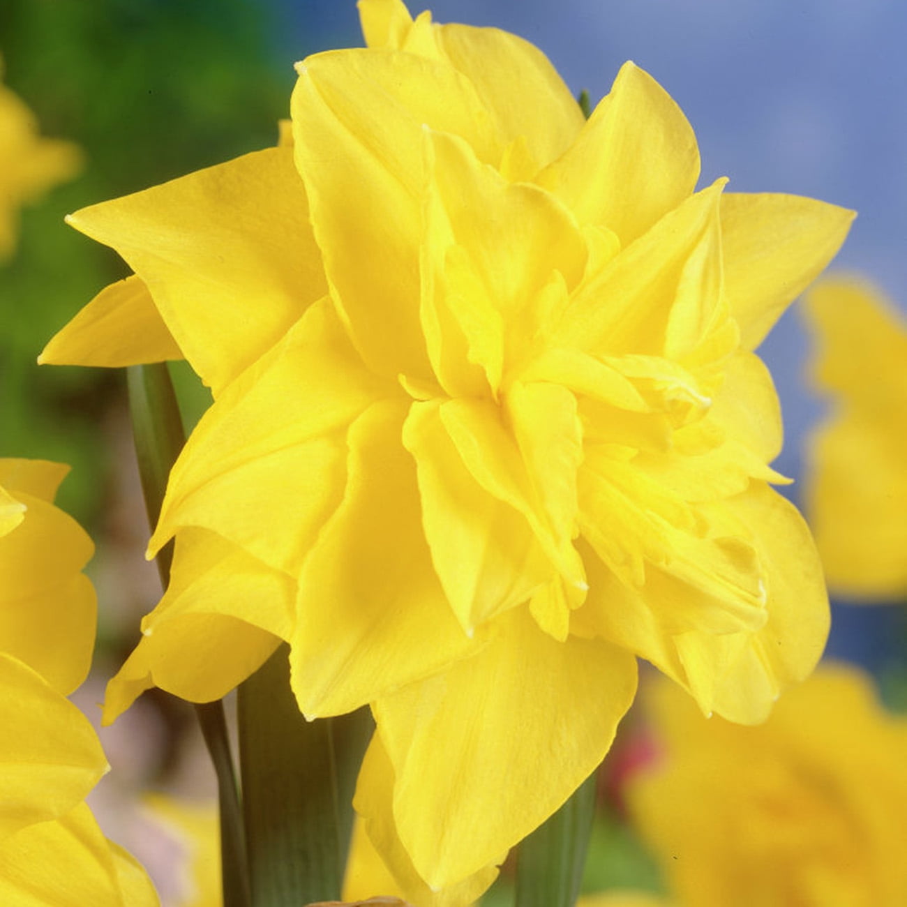 Van Zyverden Daffodils Golden Ducat Set of 12 Bulbs Yellow Partial Sun ...