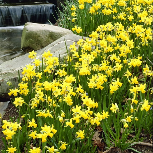 Daffodil Bulbs in Plant Bulbs - Walmart.com