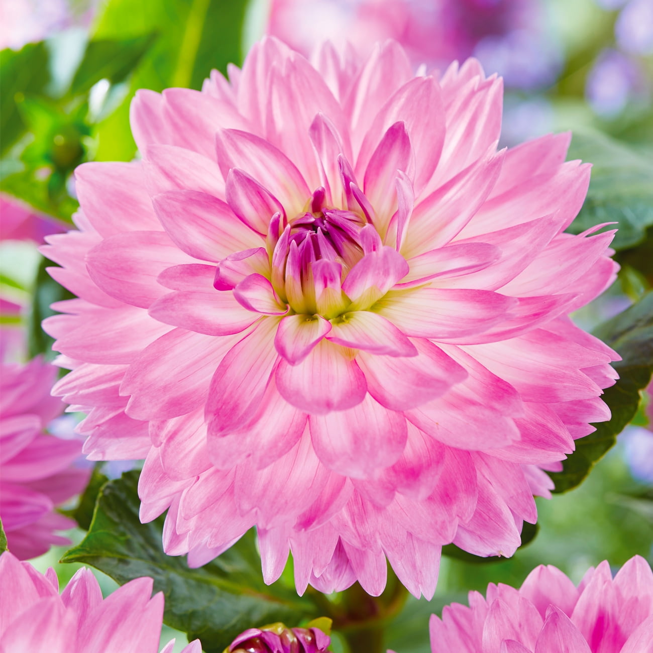 Van Zyverden Dahlia Bitsy Dormant Flower Bulb Full Sun, Purple ...