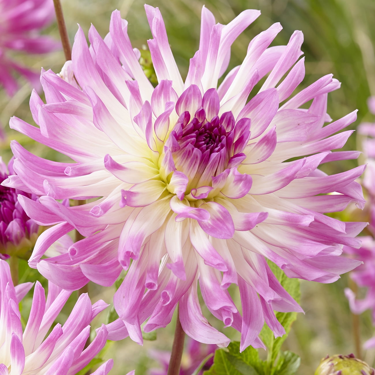 Van Zyverden Dahlia Bold Accent, Dormant Flower Bulb, Full Sun, Multi ...