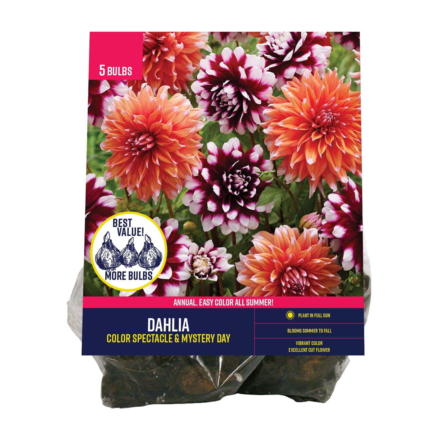 Van Zyverden Dahlia Combo Color Spectacle & Mystery Day (Set of 5 ...