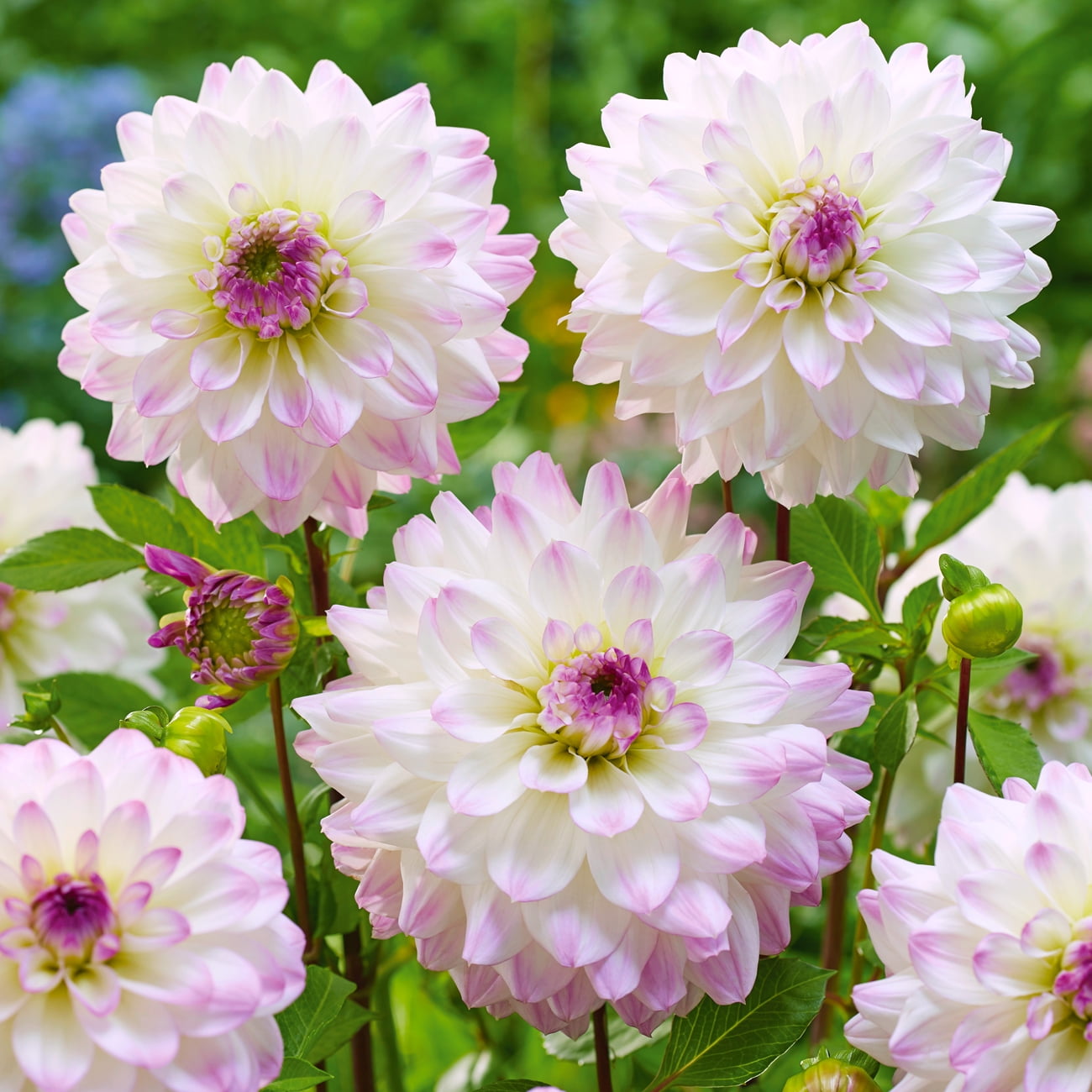 Van Zyverden Dahlia Hapet Blue Eyes Dormant Flower Bulb Full Sun, Multi ...