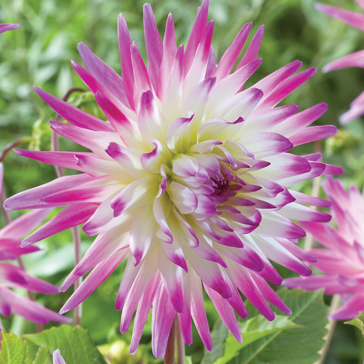 Van Zyverden Dahlia Hayley Jane, Dormant Bulb, Full Sun, Multi-Color ...