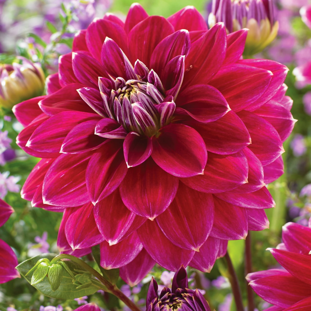 Van Zyverden Dahlia Maldini Dormant Flower Bulb Full Sun, Pink ...