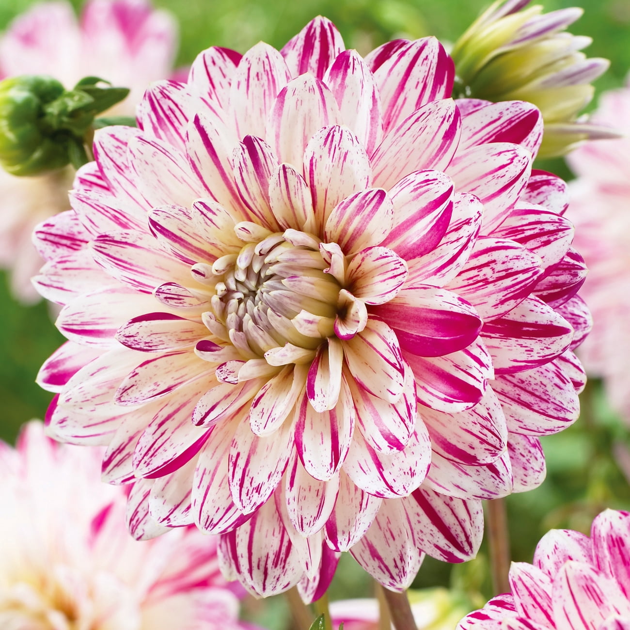 Van Zyverden Dahlia Smokey Dormant Flower Bulb Full Sun, Multi-Color ...